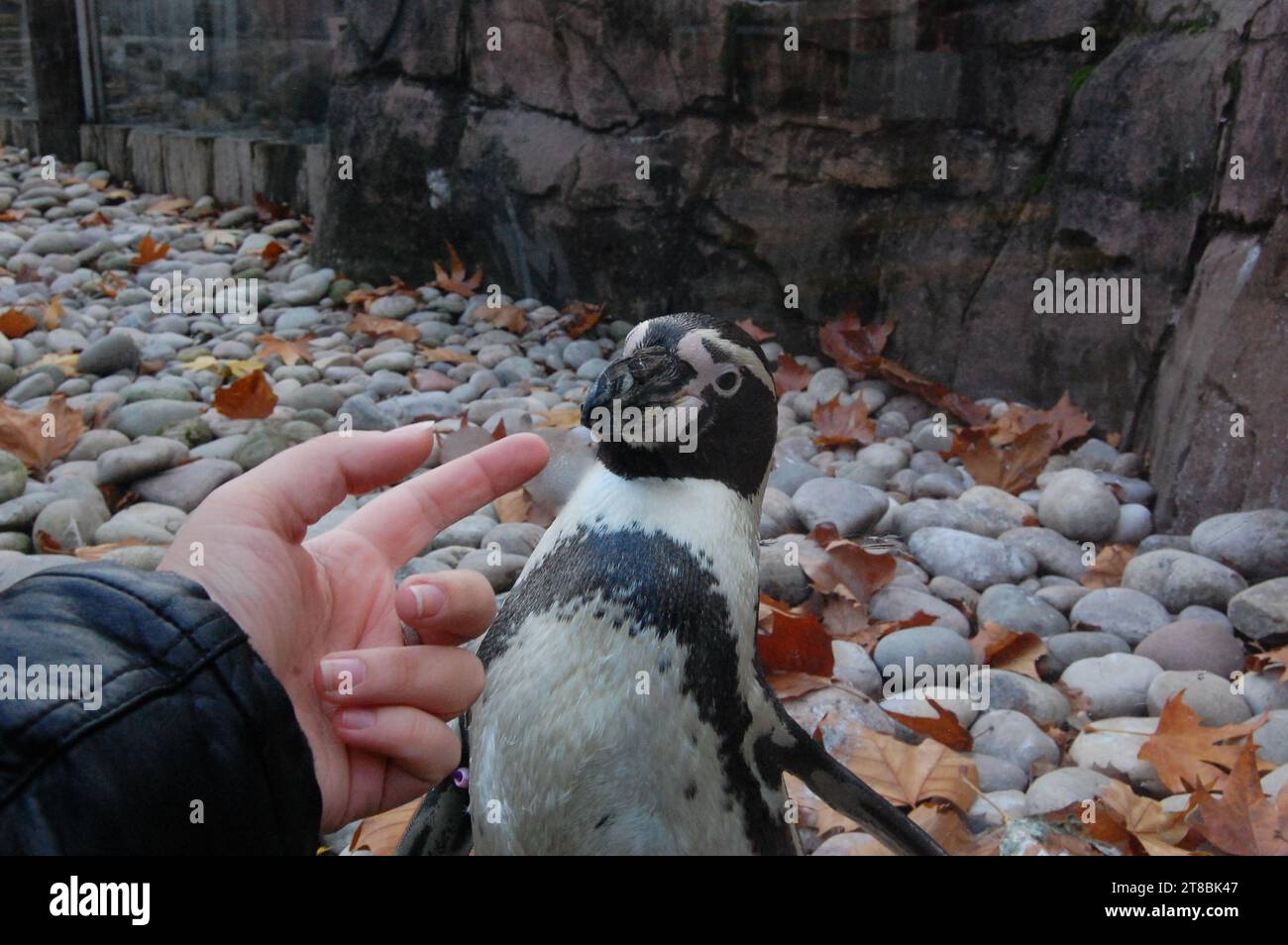 Different type of birds Stock Photo - Alamy