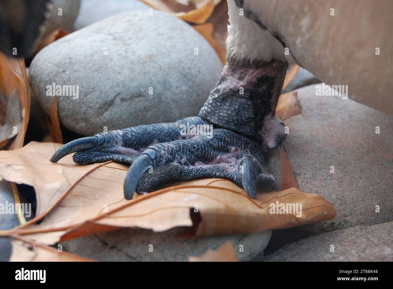 Different type of birds Stock Photo - Alamy