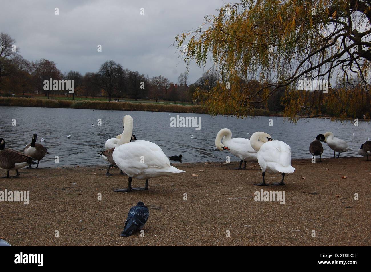 Different type of birds Stock Photo - Alamy