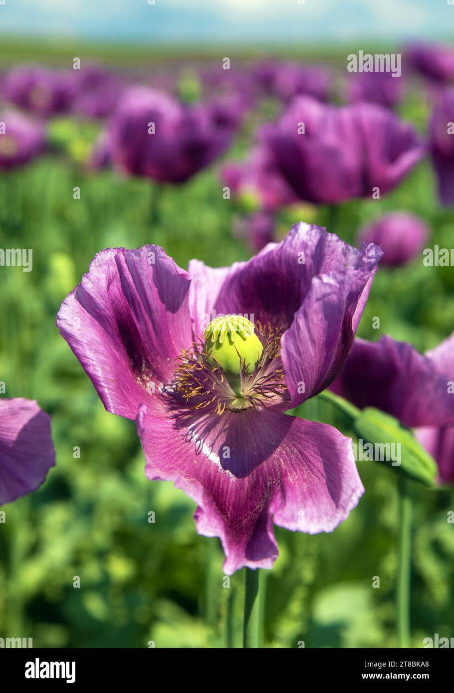 Flowering opium poppy field, in Latin papaver somniferum, dark purple ...