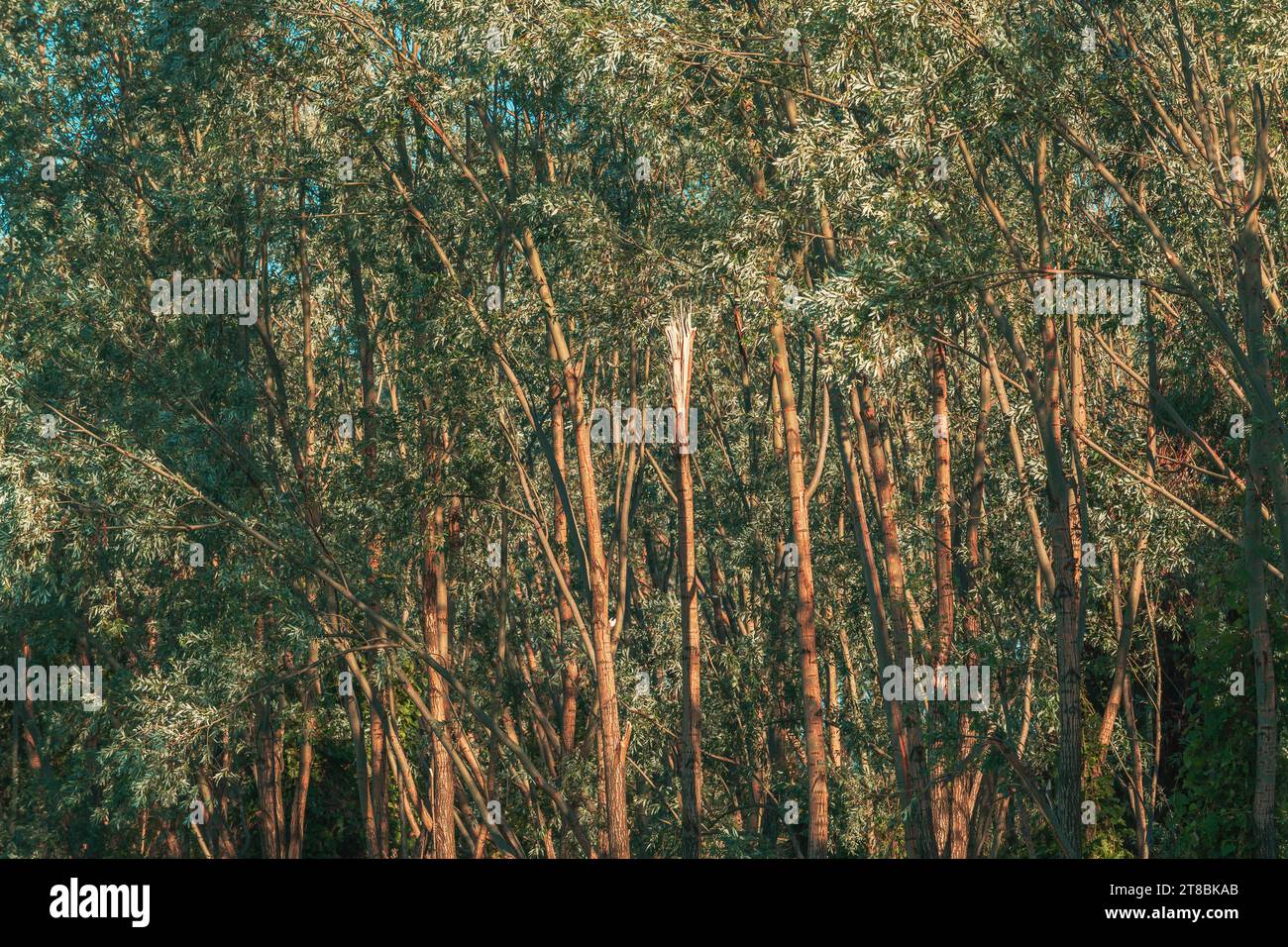 Environmental damage, deciduous forest landscape devastated after ...