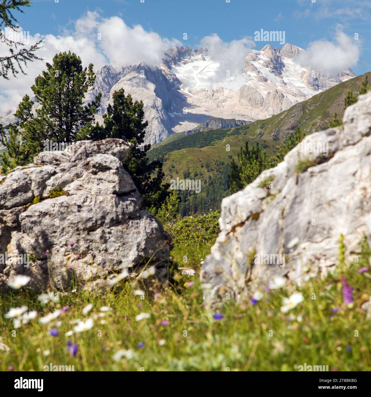 View of mount Marmolada peak with flowers, the highest mount of ...