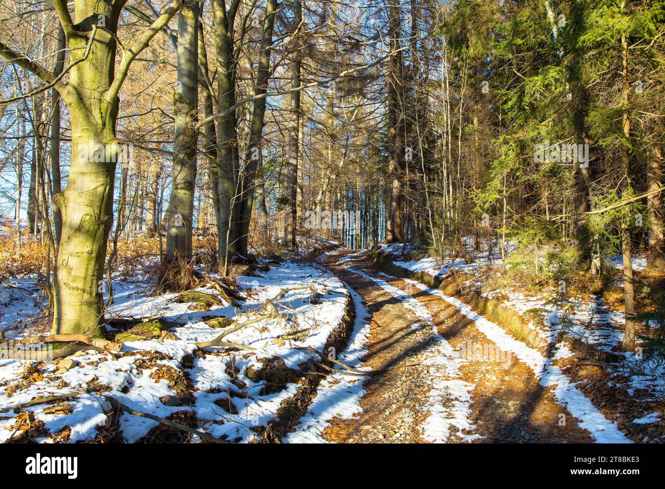 Forest road winter view with trees woodland landscape Stock Photo - Alamy