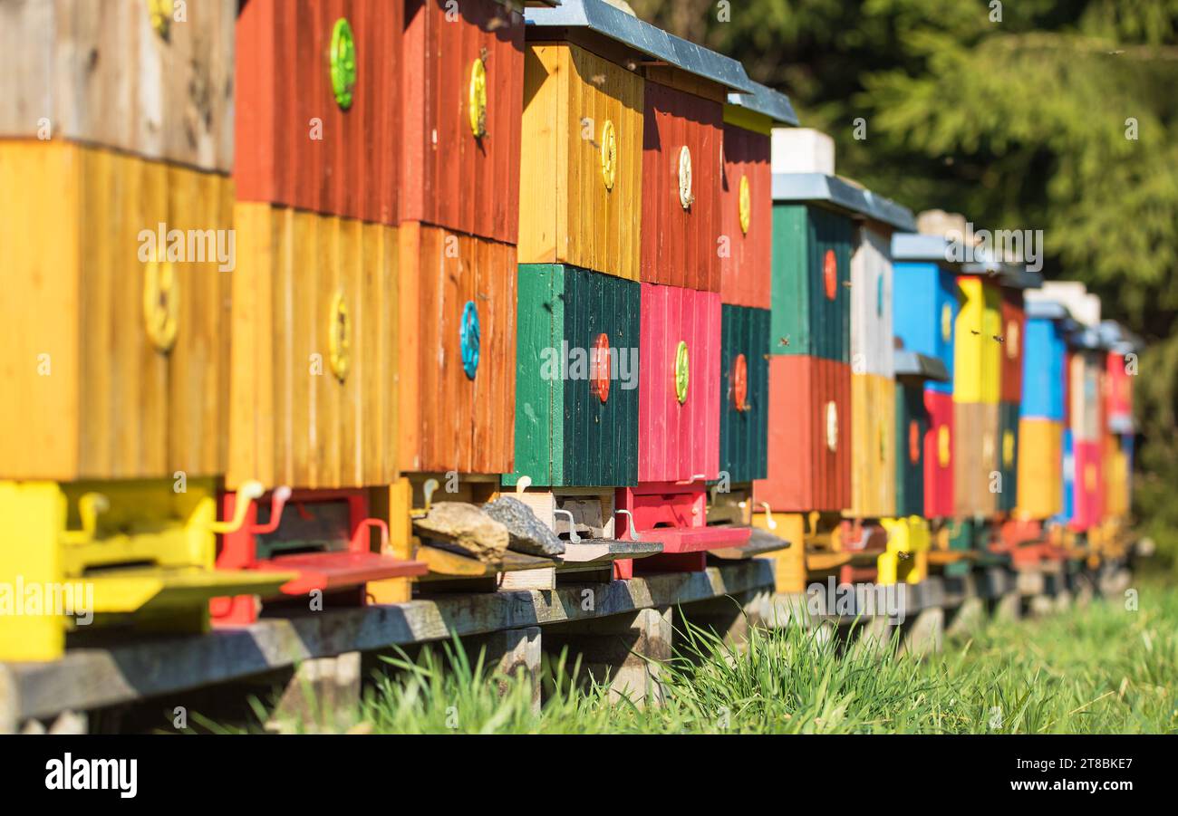 row of colourful wooden beehives or bee hives, honey production ...
