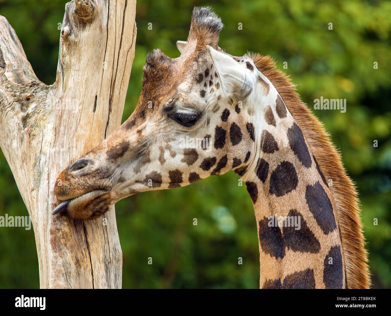 giraffe head on green background and tree trunk Stock Photo - Alamy