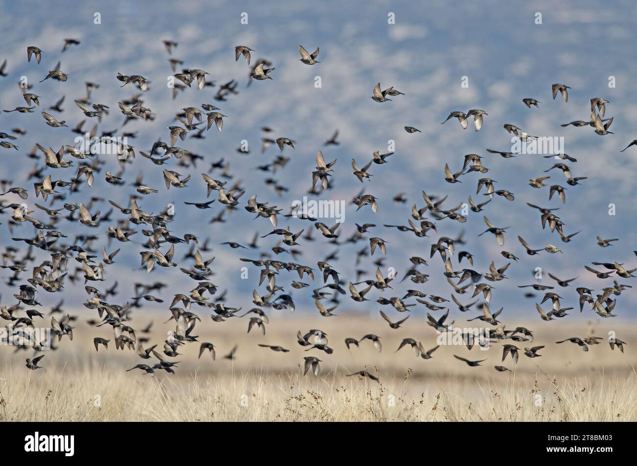 Sturnus vulgaris flock black starling hi-res stock photography and ...