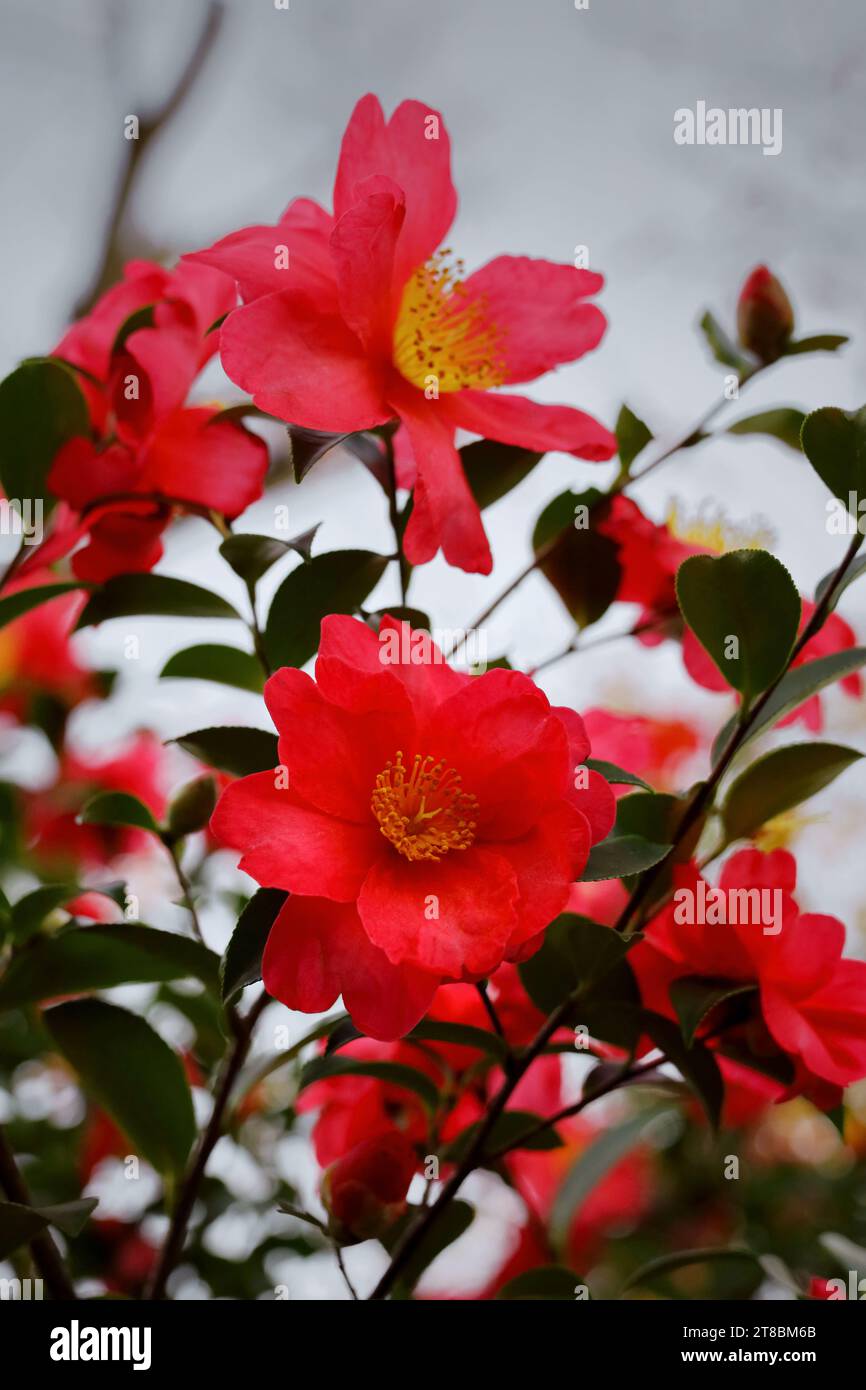 Camellia japonica in winter hi-res stock photography and images - Alamy