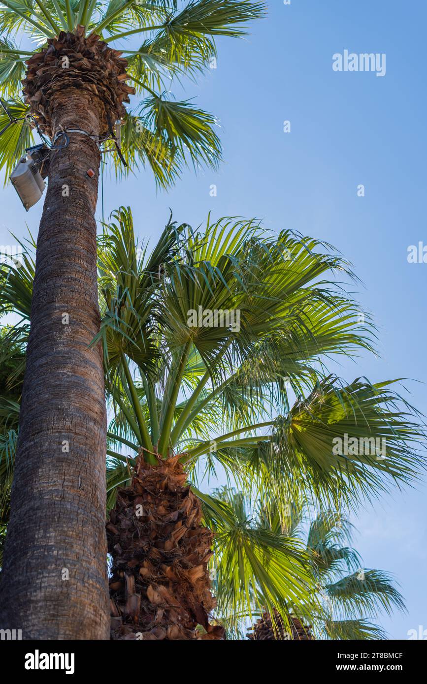 view of the palm trees from the bottom up. tropical palm tree with ...