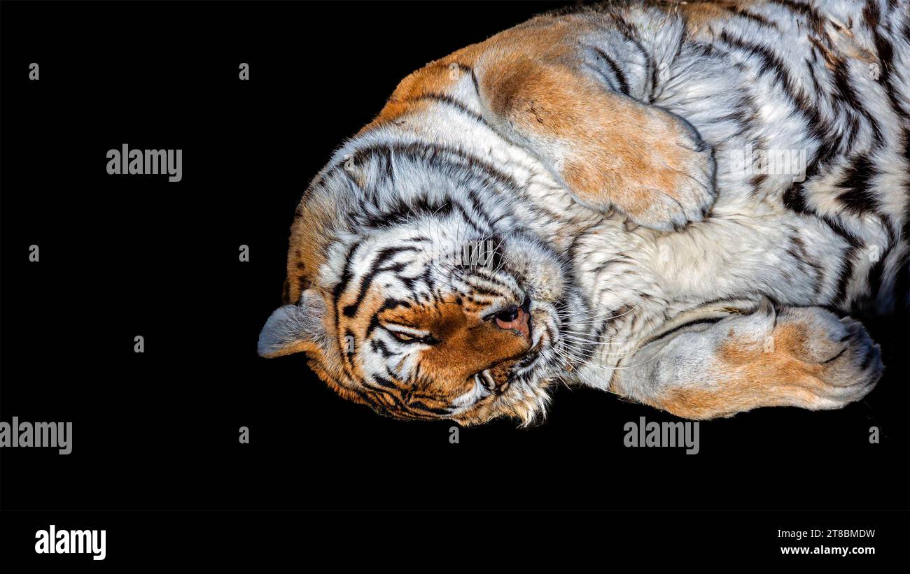 Playful tiger rolling around on its back isolated on a black background ...
