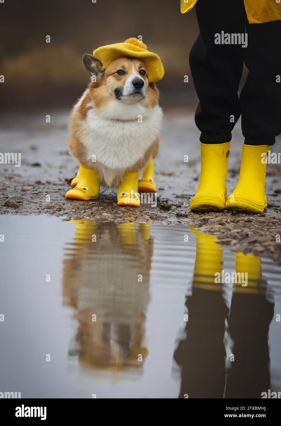 cute corgi dog in yellow beret and rubber boots walks among puddles on ...
