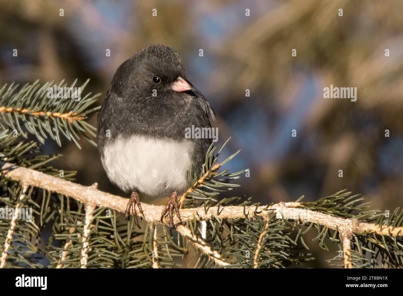 Close up male Dark Eyed Junco (Junco hyemalis) perched in the boughs of ...