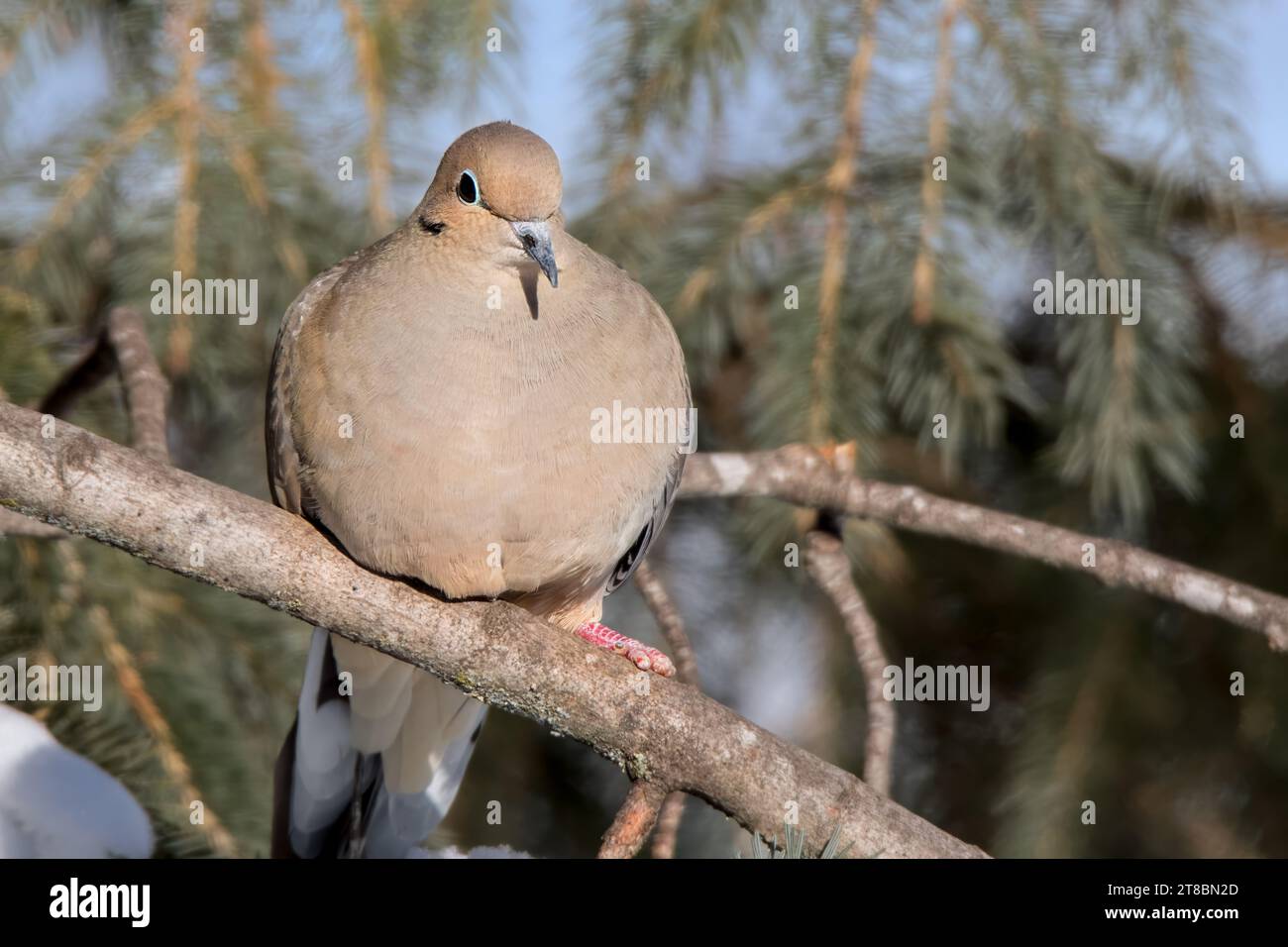 Wlld life hi-res stock photography and images - Alamy