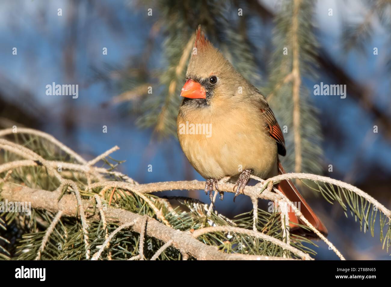 Close up female Northern Cardinal perched in White Spruce boughs in the ...