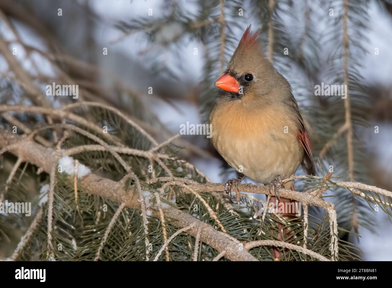 Close up female Northern Cardinal perched in White Spruce boughs in the ...