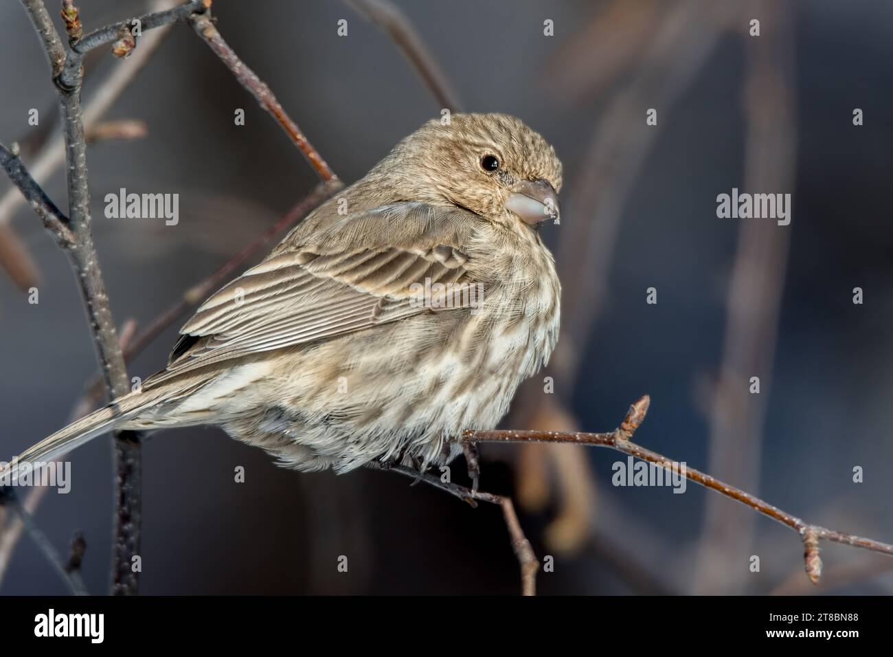 Close up female House Finch (Haemorhous mexicanus) perched on the ...