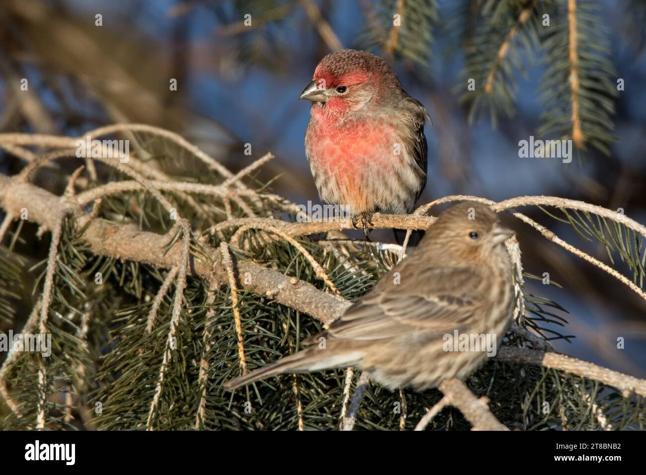 Close up male and female House Finch (Haemorhous mexicanus) perching in ...