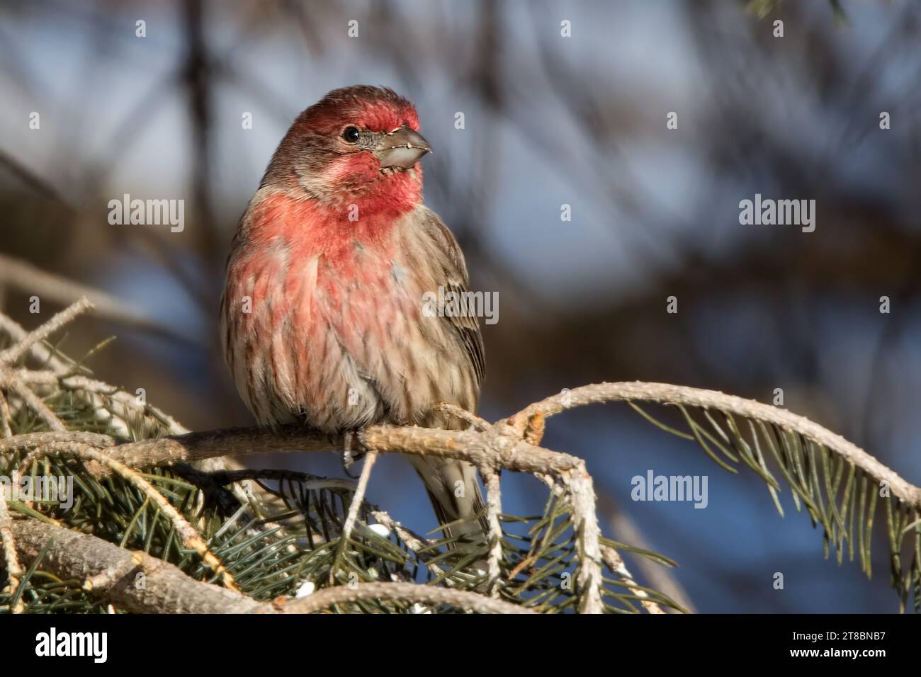 Close up male House Finch (Haemorhous mexicanus) perching in White Pine ...