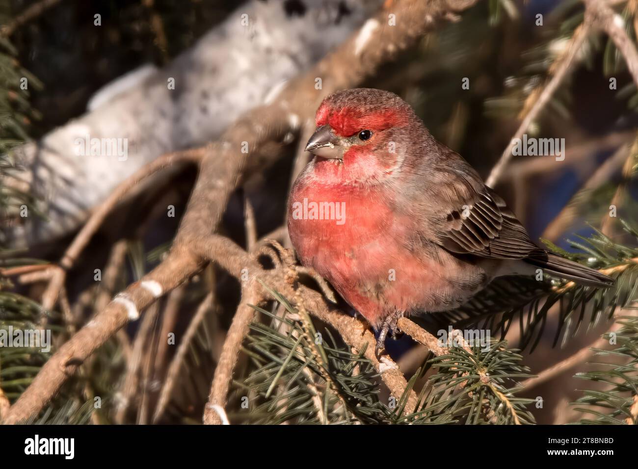 Close up male House Finch (Haemorhous mexicanus) perching in White Pine ...