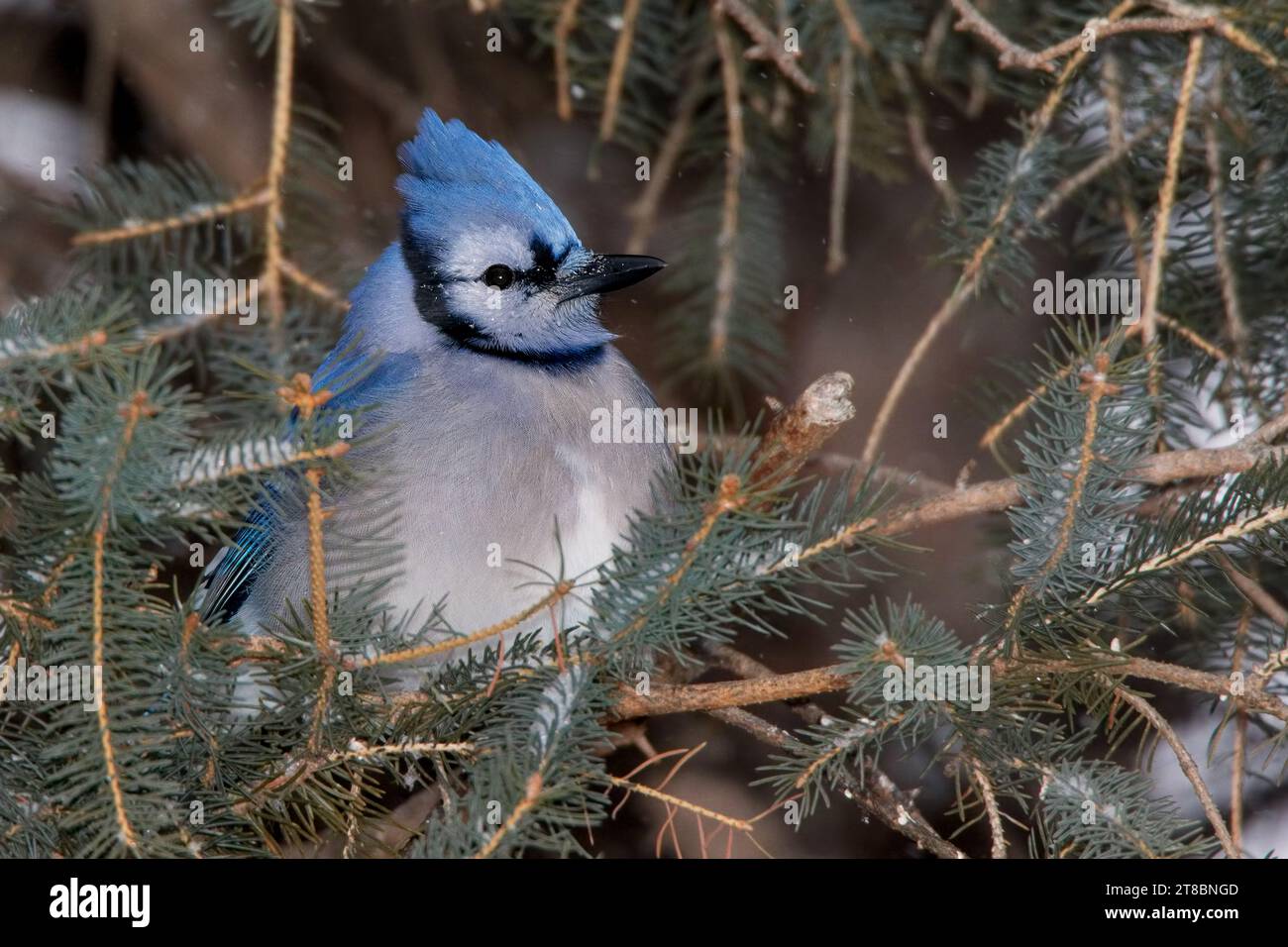 Close up Blue Jay (Cyanocitta cristata) perched in the boughs of White ...