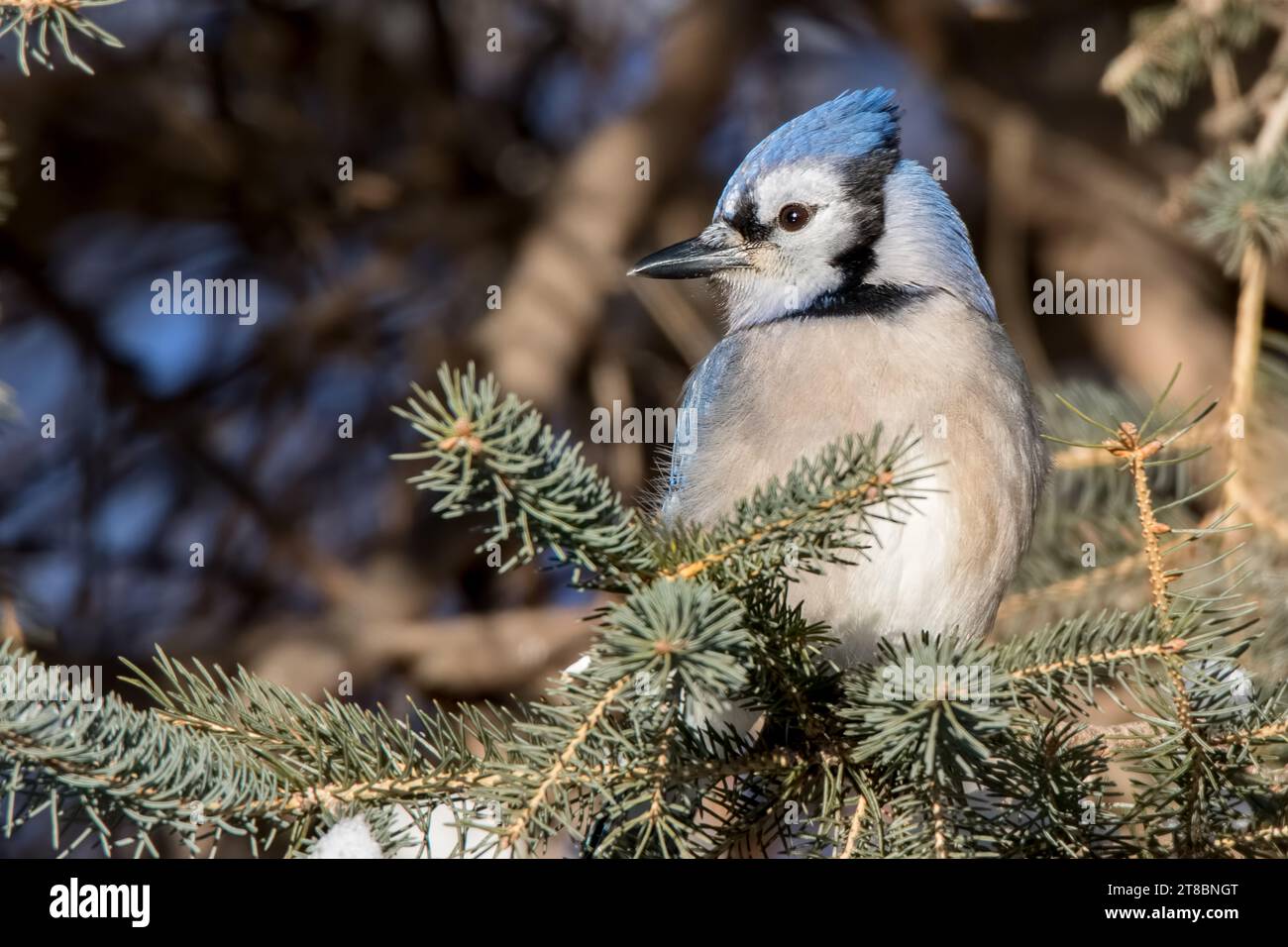 Close up Blue Jay (Cyanocitta cristata) perching in the boughs of White ...