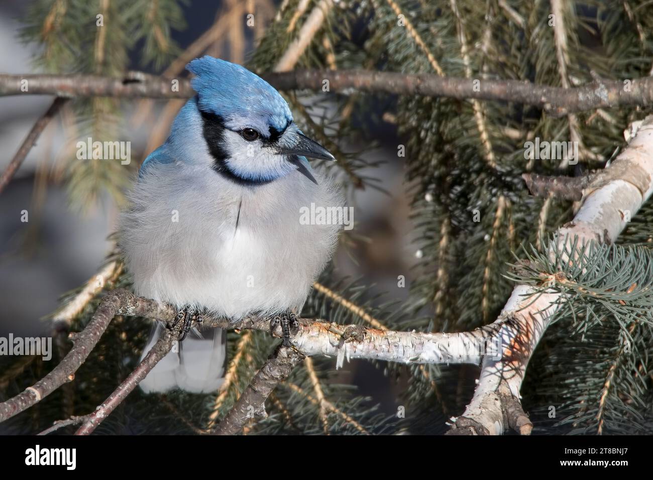 Close up Blue Jay (Cyanocitta cristata) perched in the boughs of White ...