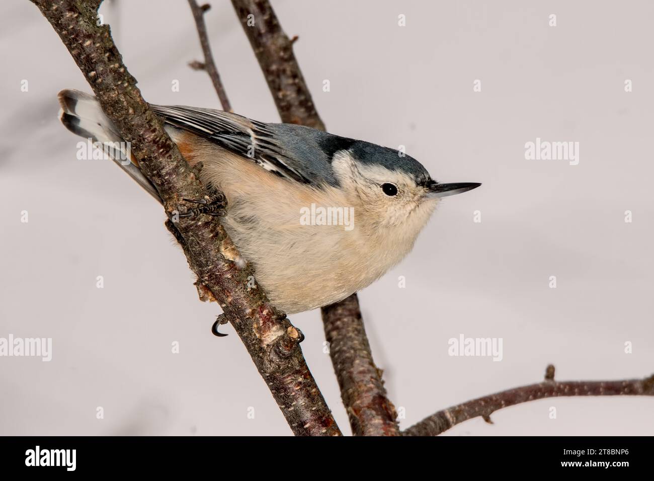 Close up White Breasted Nuthatch (Sitta carolinensis) perched in ...