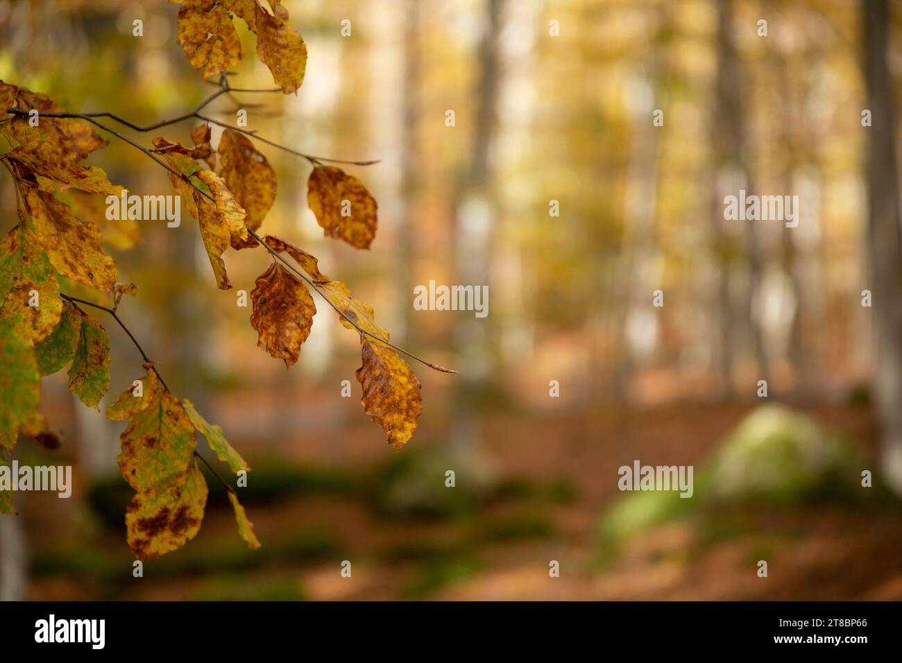 A twig with autumn leaves against the background with moss-covered ...