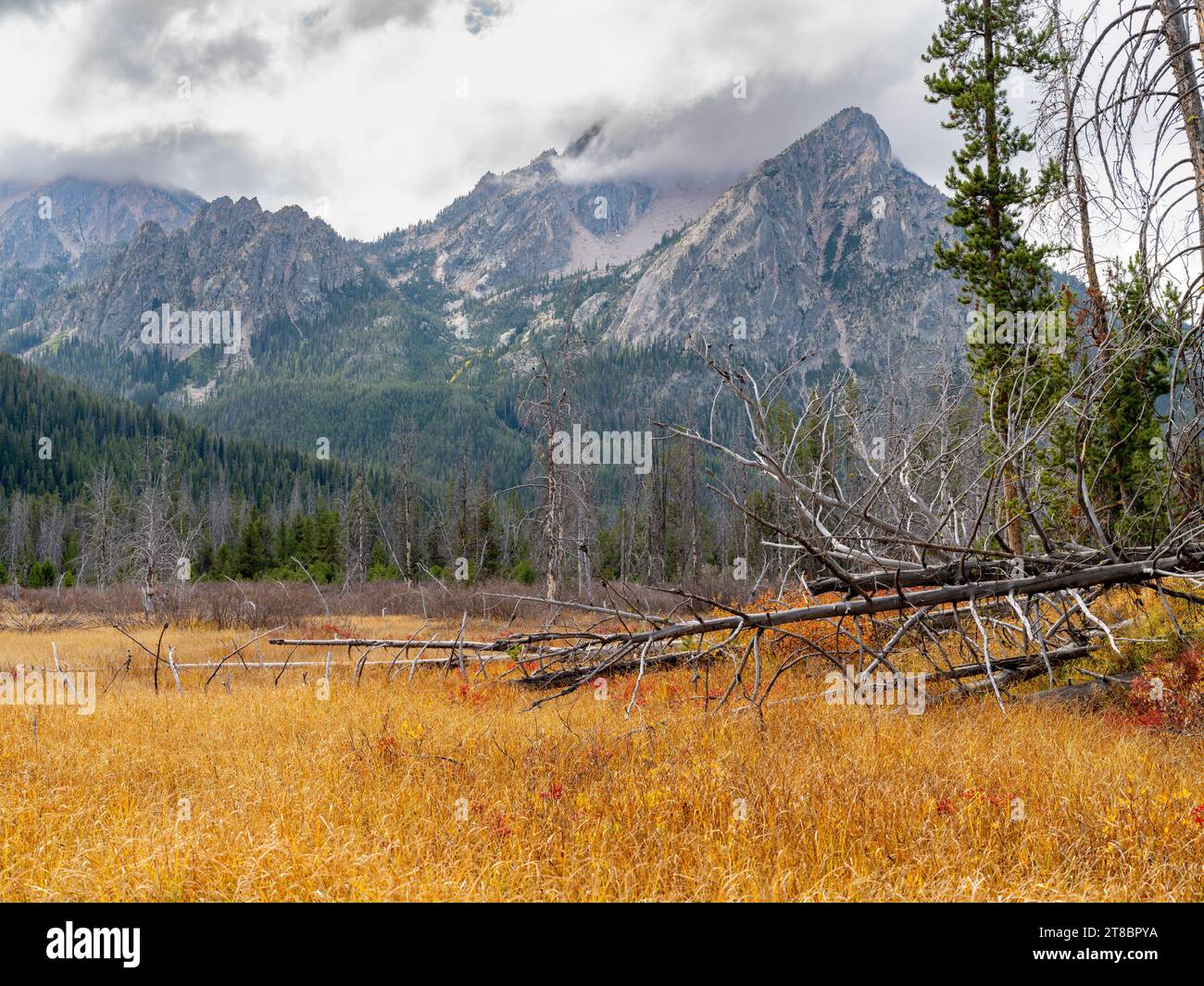 Rocky mountain meadow hi-res stock photography and images - Alamy