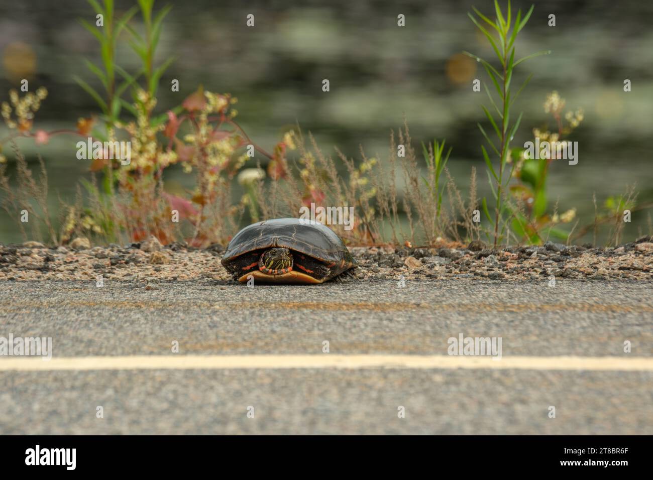 A painted turtle (Chrysemys picta) rests on the side of a highway in ...