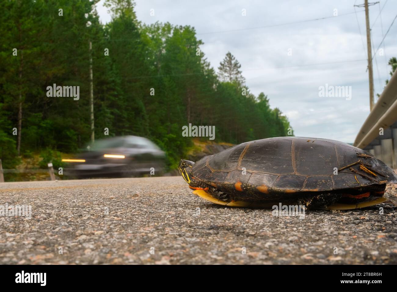 A painted turtle (Chrysemys picta) sits at the edge of a highway as a ...