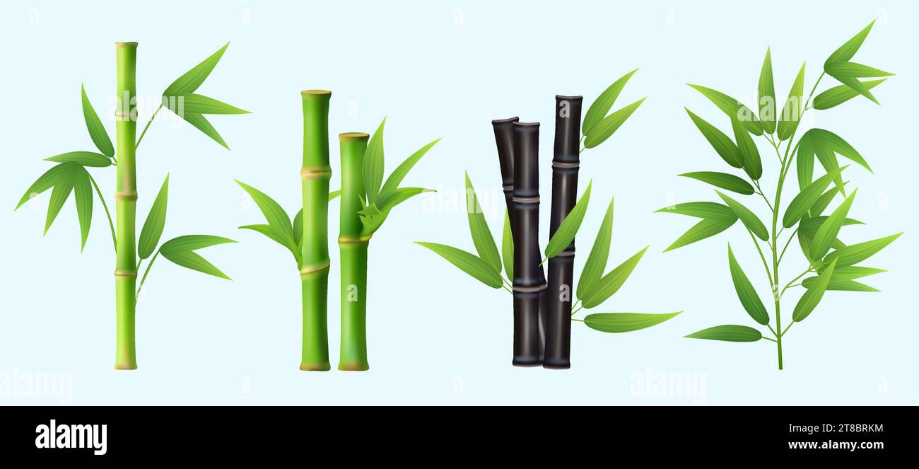 Bamboo. Realistic plants different types of bamboo decent vector ... Bamboo. Realistic plants different types of bamboo decent vector ...