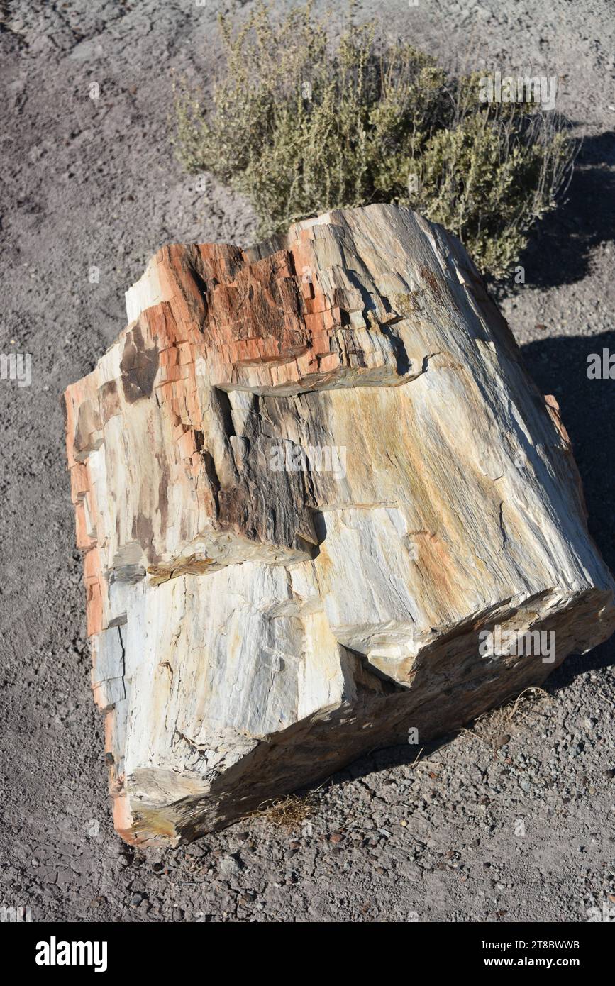 Petrified Forest National Park, AZ., USA. 10/17-18/2023. Crystal Forest ...