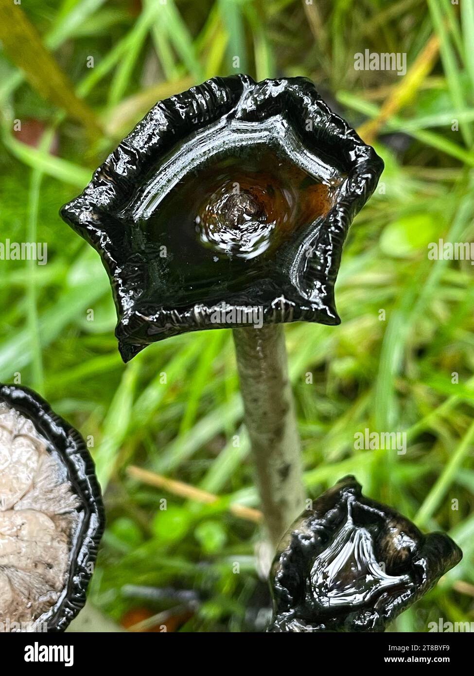 SHAGGY INK CAP fungus Coprinus comatus. Photo: Tony Gale Stock Photo ...