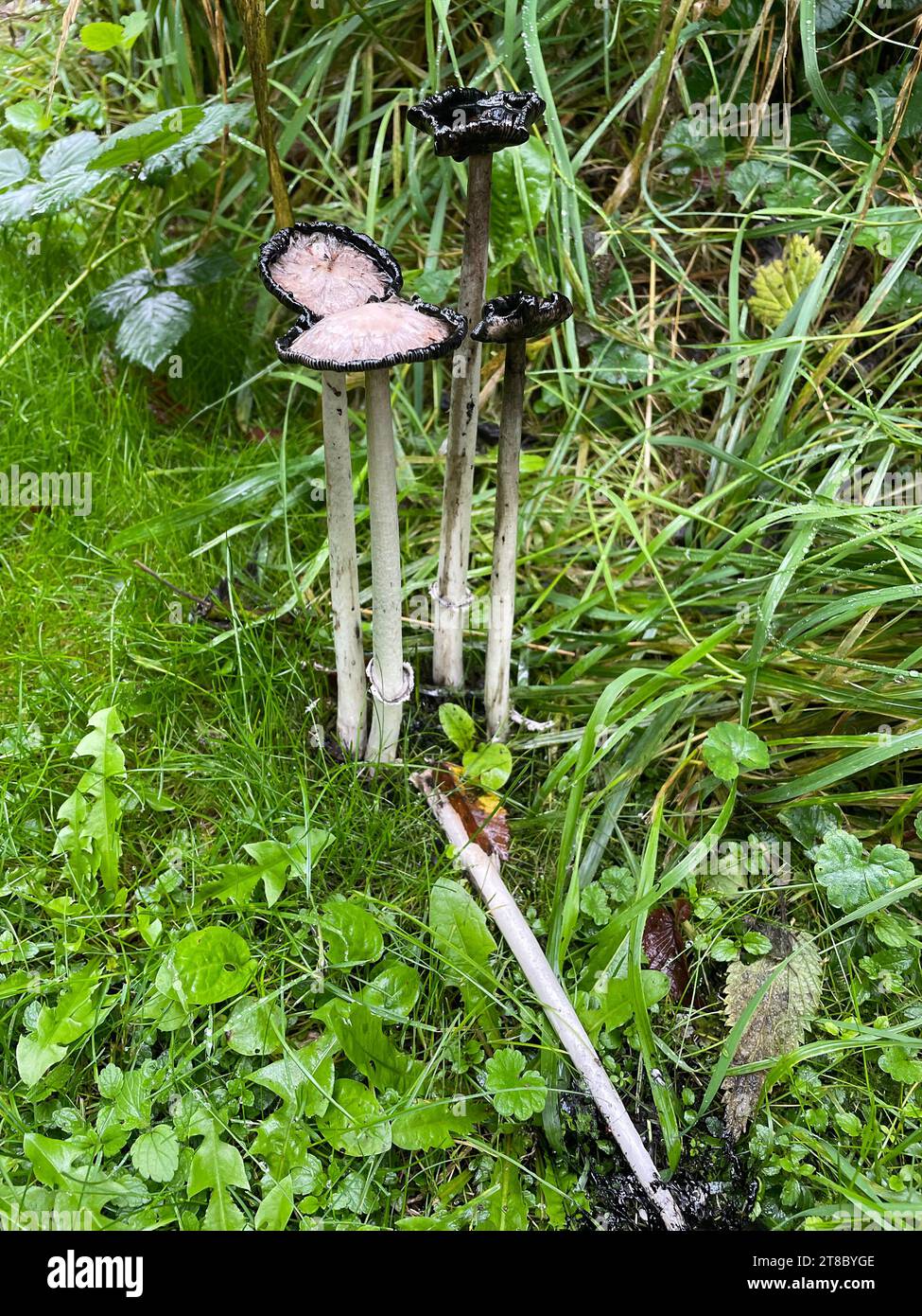 SHAGGY INK CAP fungus Coprinus comatus. Photo: Tony Gale Stock Photo ...