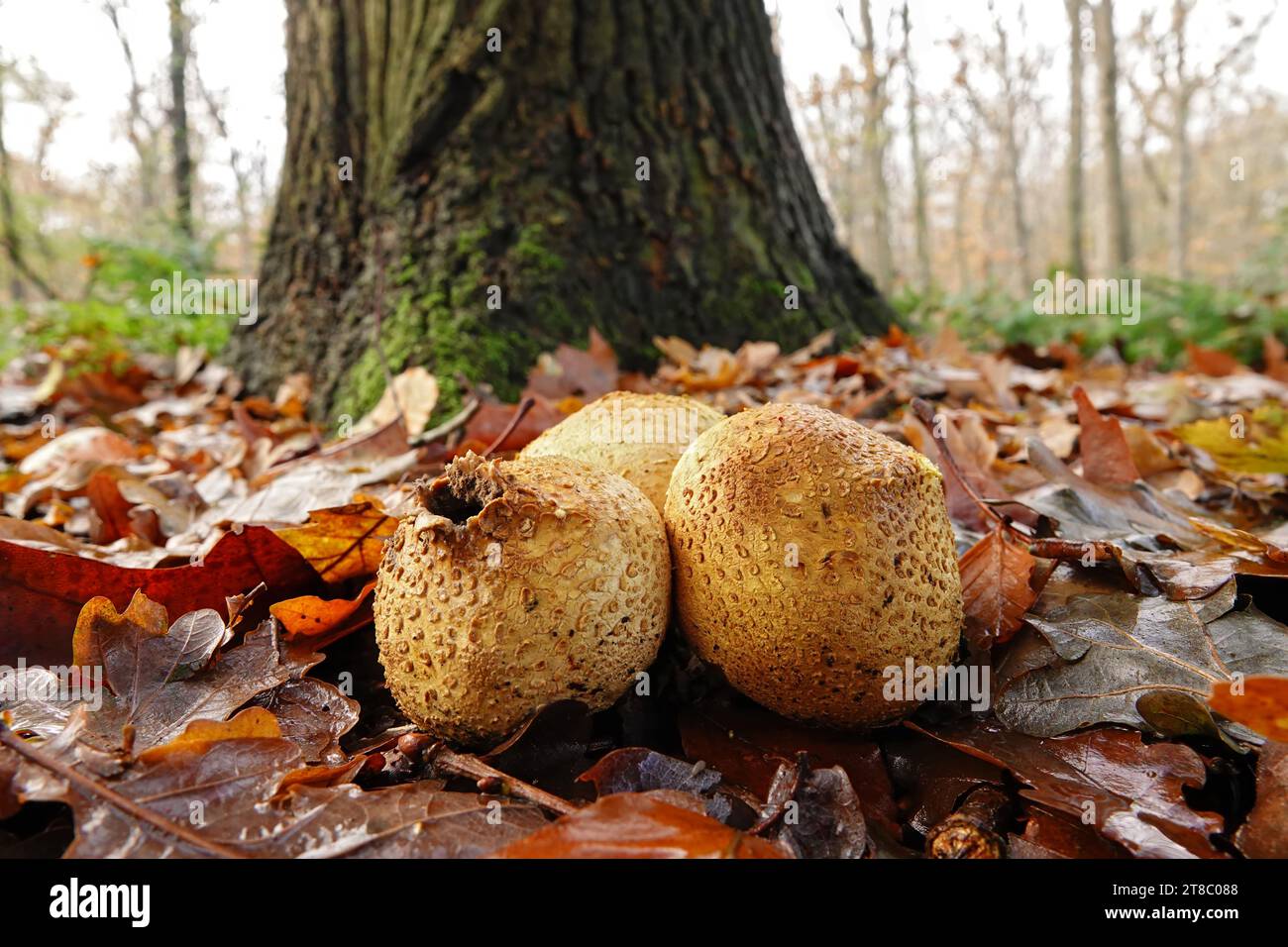 Common earth ball fungus scleroderma hi-res stock photography and ...