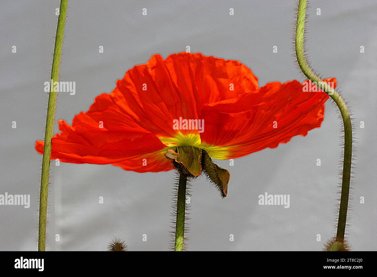 Closeup of a Single Open Bloom of a Red Poppy with Yellow Base and to ...