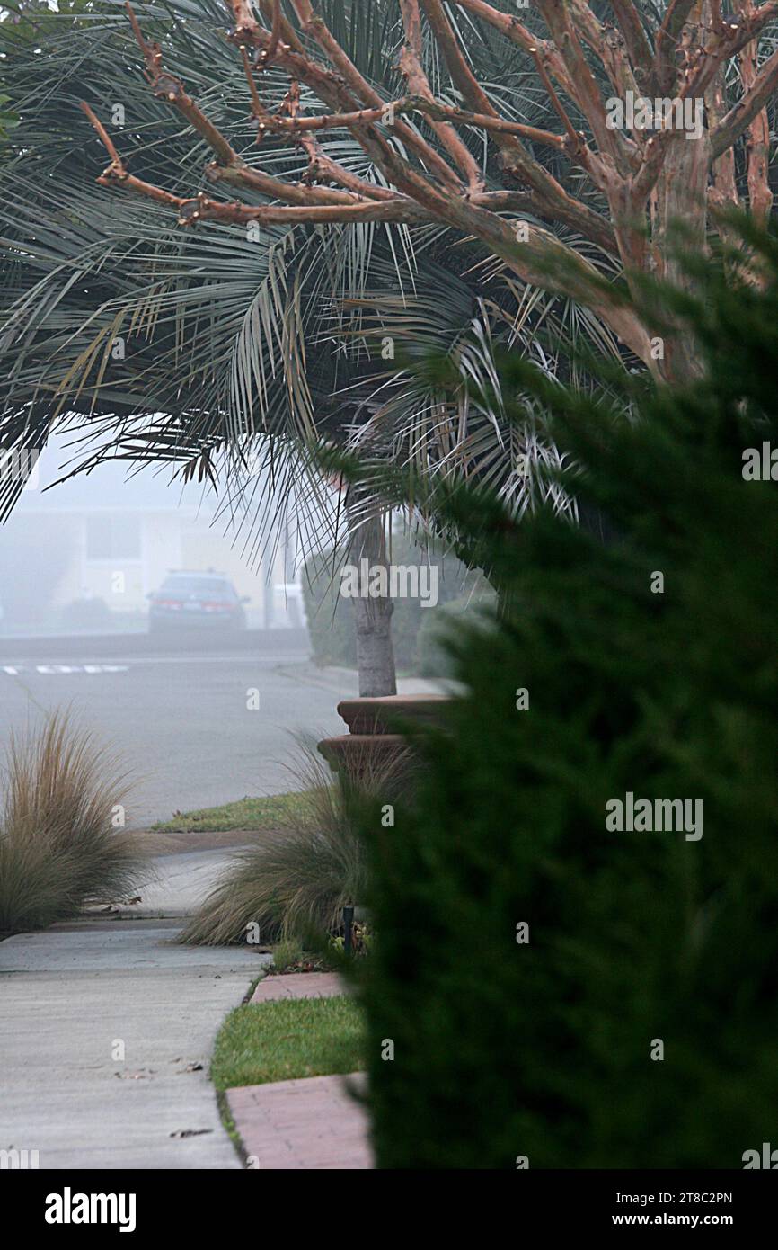 Lush Palm Tree and Bush Near Sidewalk in Foreground with Foggy Street ...