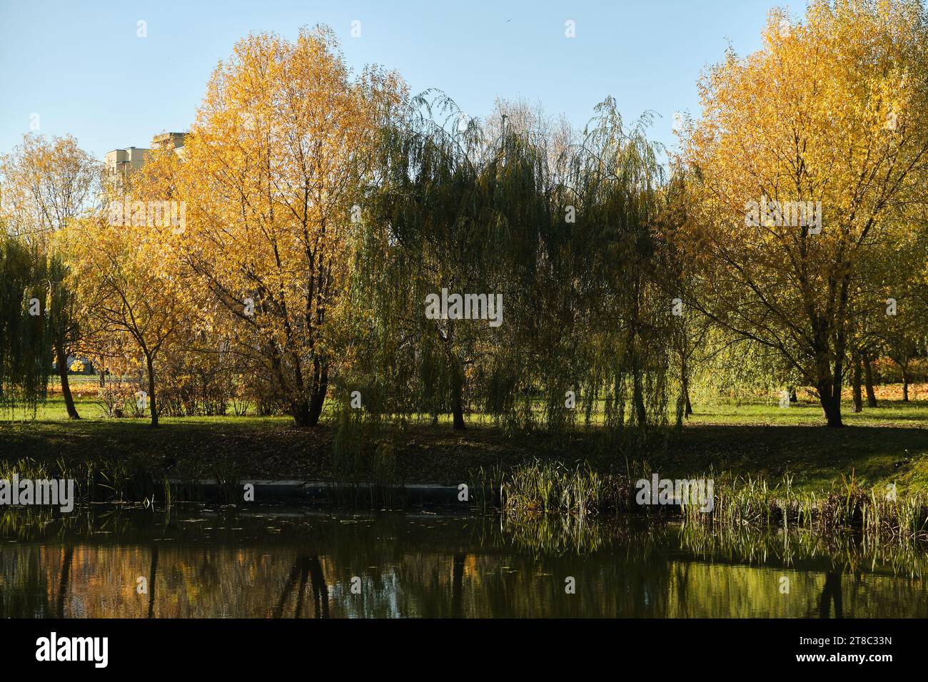Autumn foliage is reflected in the river. Riverside environmnet of ...