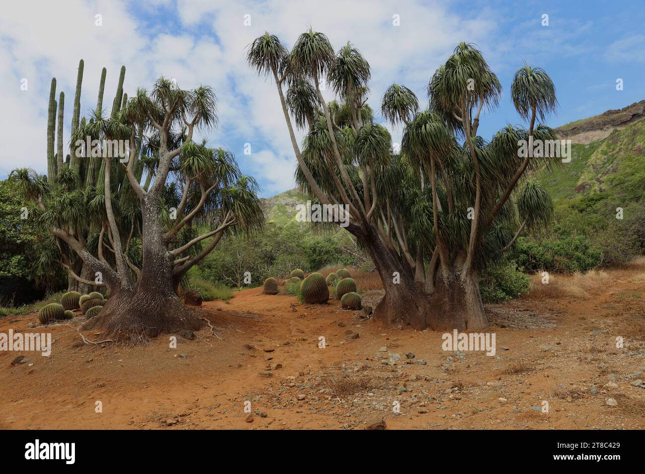 A desert landscape with Elephant's Foot Palm trees, Barrel Cacti and ...