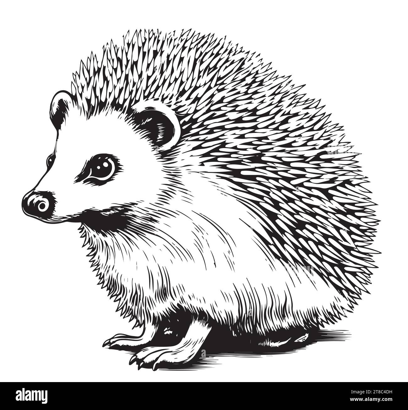 Hedgehog sketch drawing isolated on white background Vector ...
