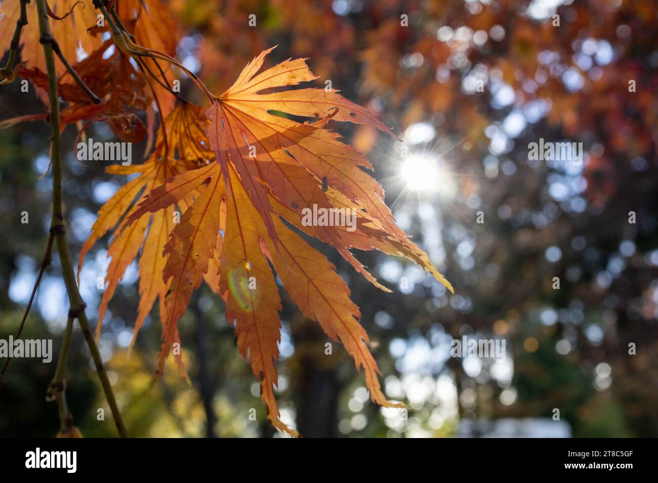 Maple leaves turning color in the autumn at the Everett Washington ...