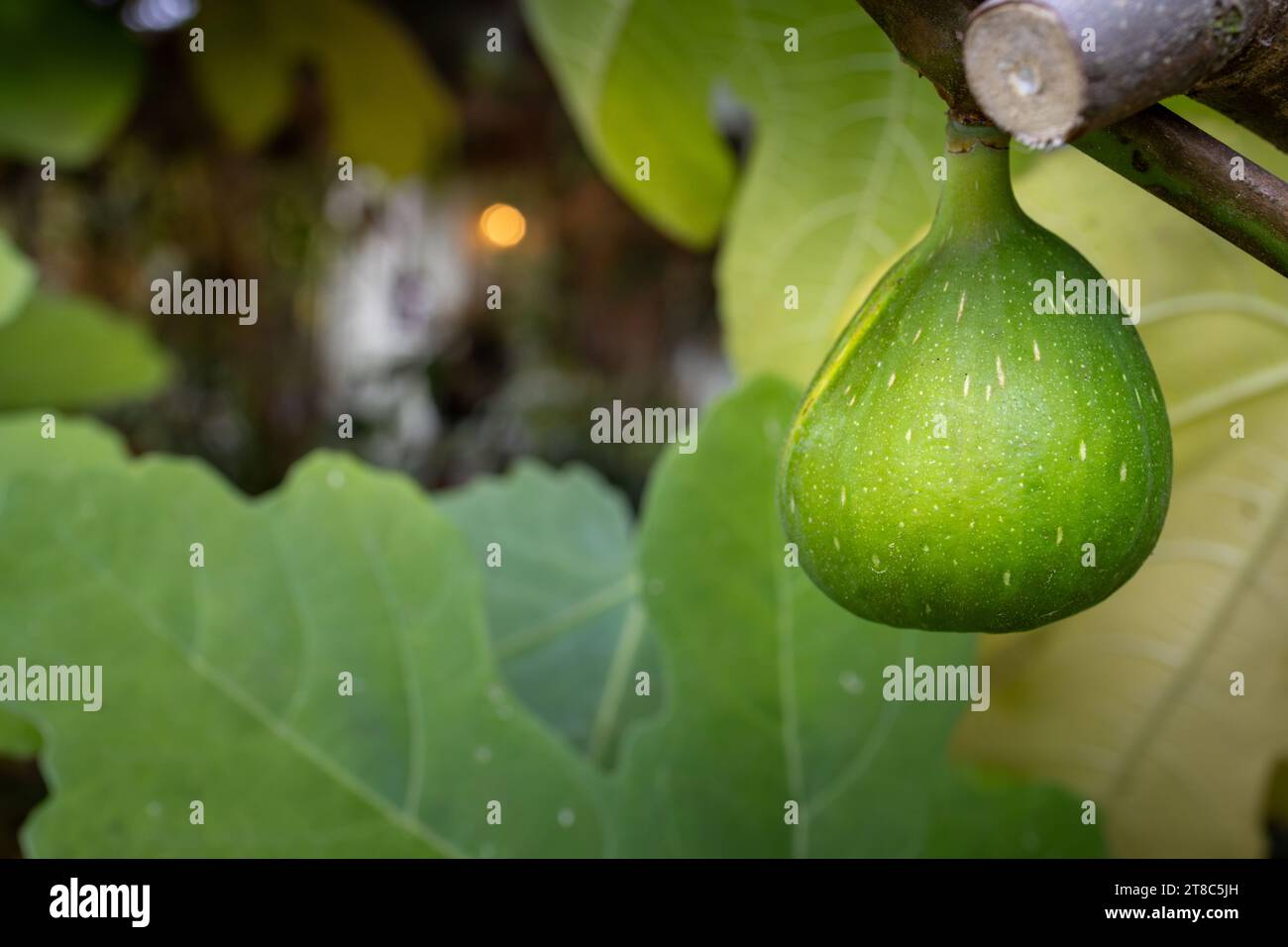 Fig growing hi-res stock photography and images - Alamy