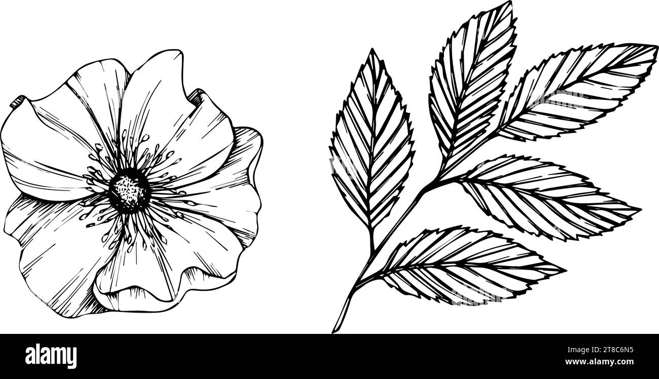 Rose hip, dog-rose. Wild rose flowers and berries, medicinal herb line ...