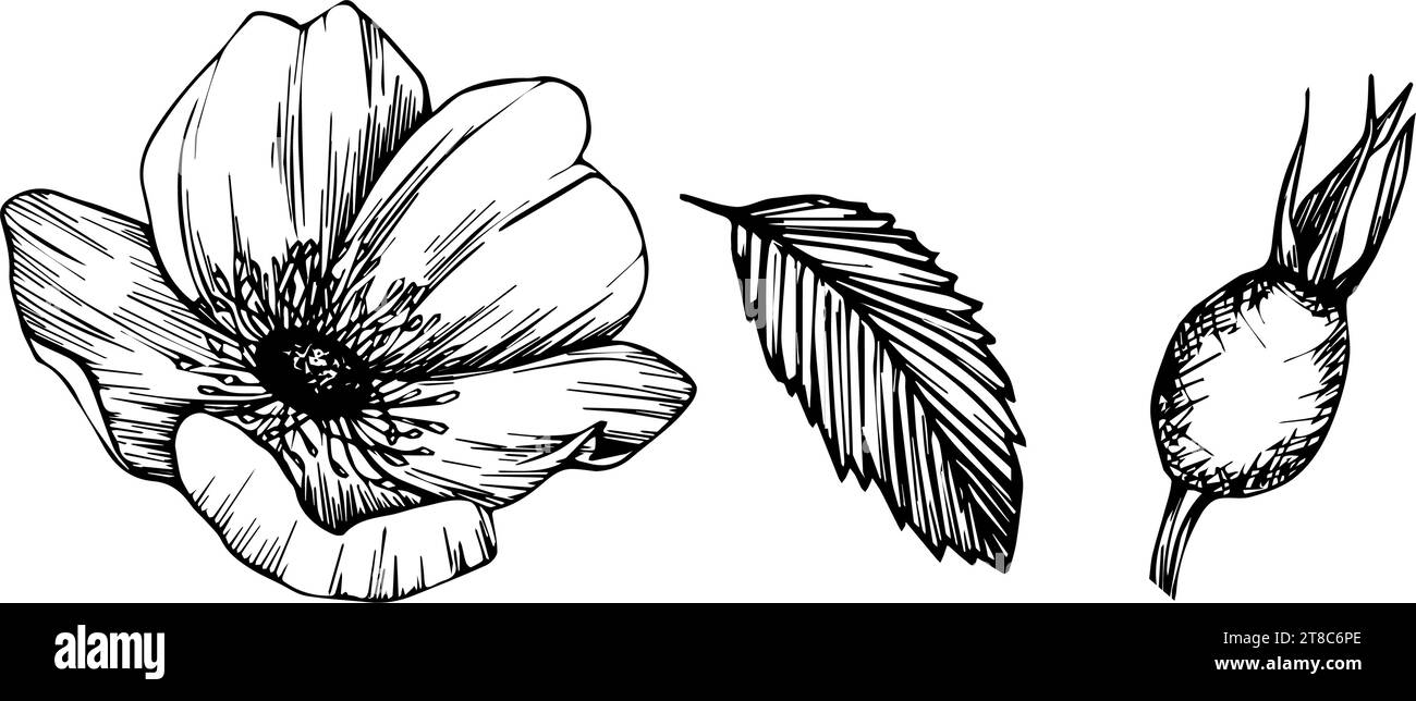 Rose hip, dog-rose. Wild rose flowers and berries, medicinal herb line ... Rose hip, dog-rose. Wild rose flowers and berries, medicinal herb line ...
