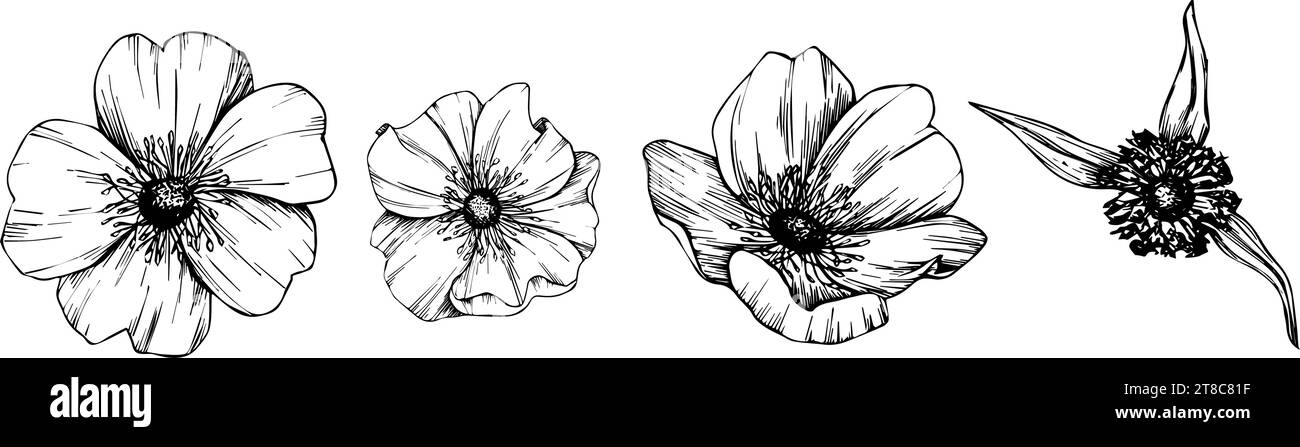 Rose hip, dog-rose. Wild rose flowers and berries, medicinal herb line ... Rose hip, dog-rose. Wild rose flowers and berries, medicinal herb line ...