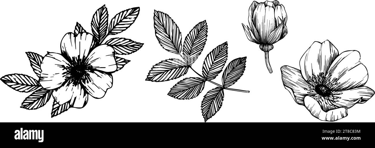 Rose hip, dog-rose. Wild rose flowers and berries, medicinal herb line ...