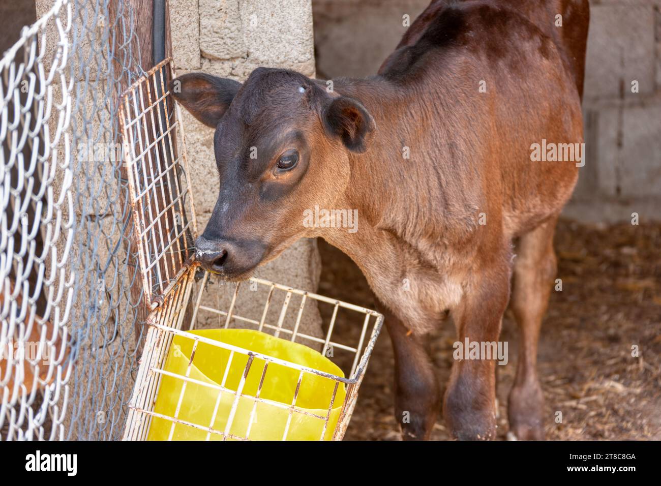 Fodder production hi-res stock photography and images - Alamy