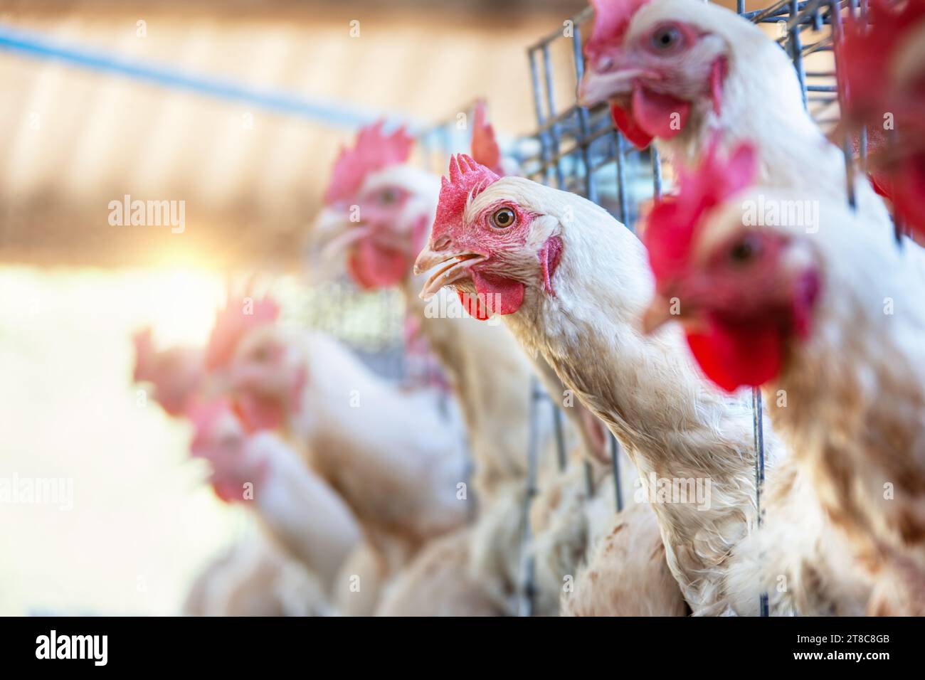 Egg laying hens us hi-res stock photography and images - Alamy