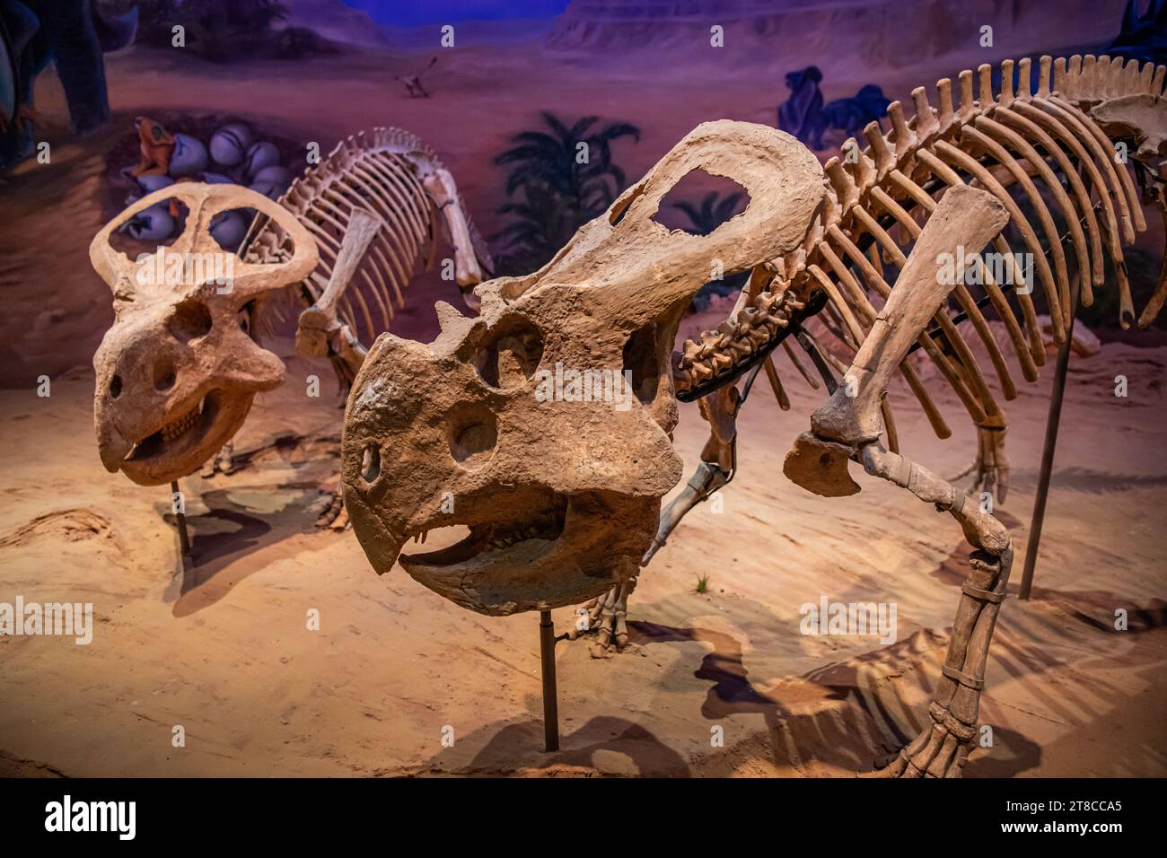 View of the Hohhot Museum of Natural History with dinosaur skeletons on ...