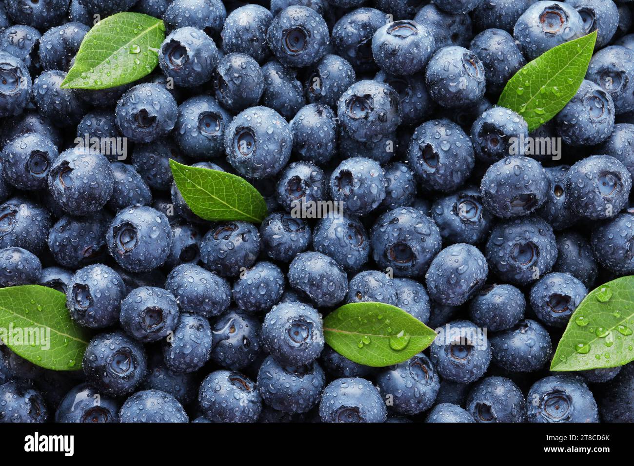 Wet fresh blueberries with green leaves as background, top view Stock ...